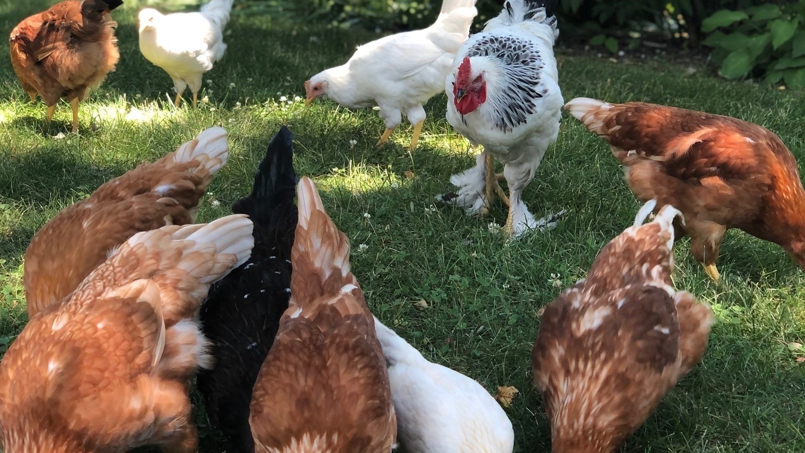 Petition · Save backyard chickens, and everyone’s right to raise them ...