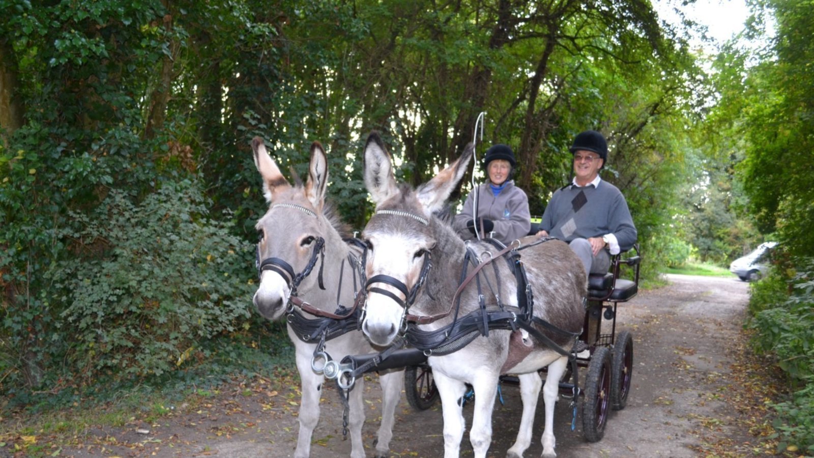 Petition · Stop inhumane donkey marathon taking place - Didcot, United ...