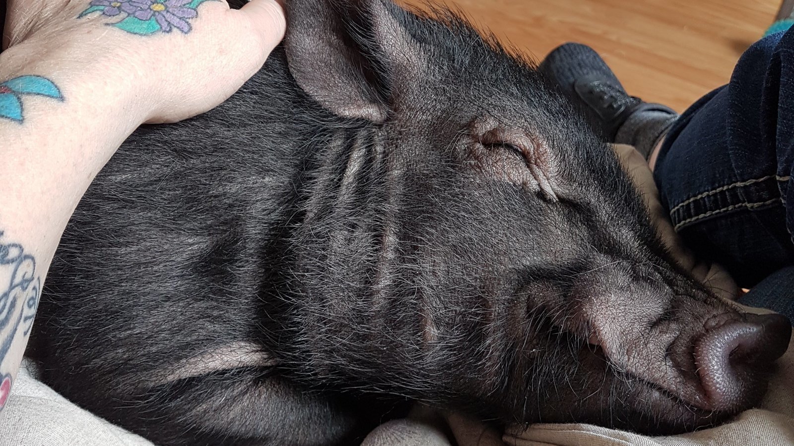 Petition · Help amend the city bylaw that will allow me to keep my pet ...