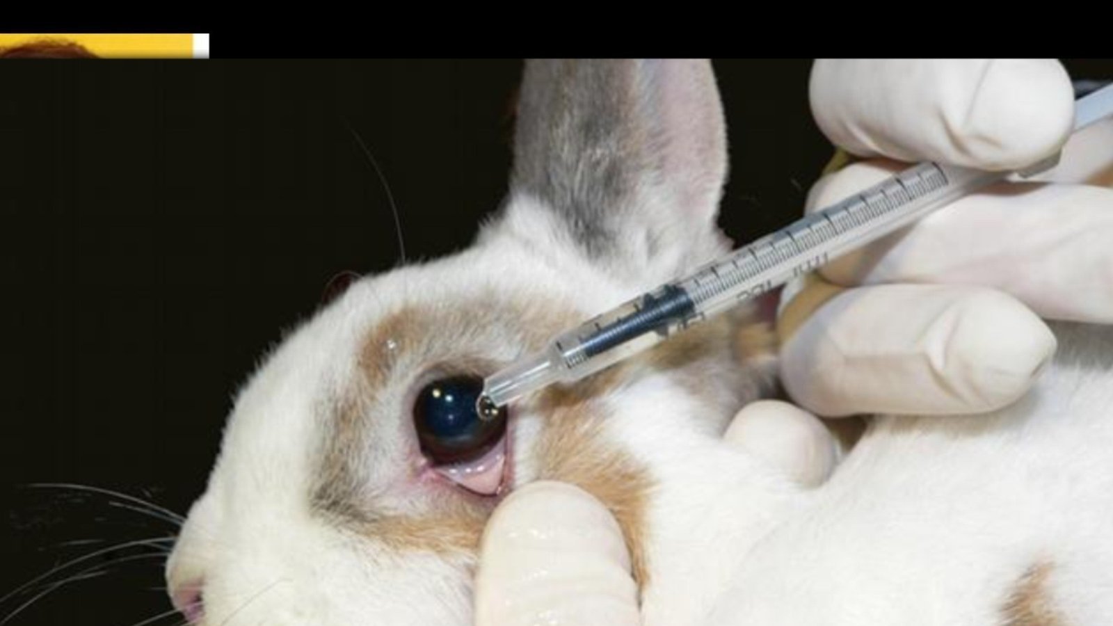 Petition · REPLACE ANIMAL TESTING WITH NON-ANIMAL TESTING - Serbia ...
