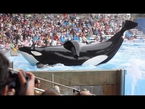Petition · Shut Down SeaWorld - United States · Change.org