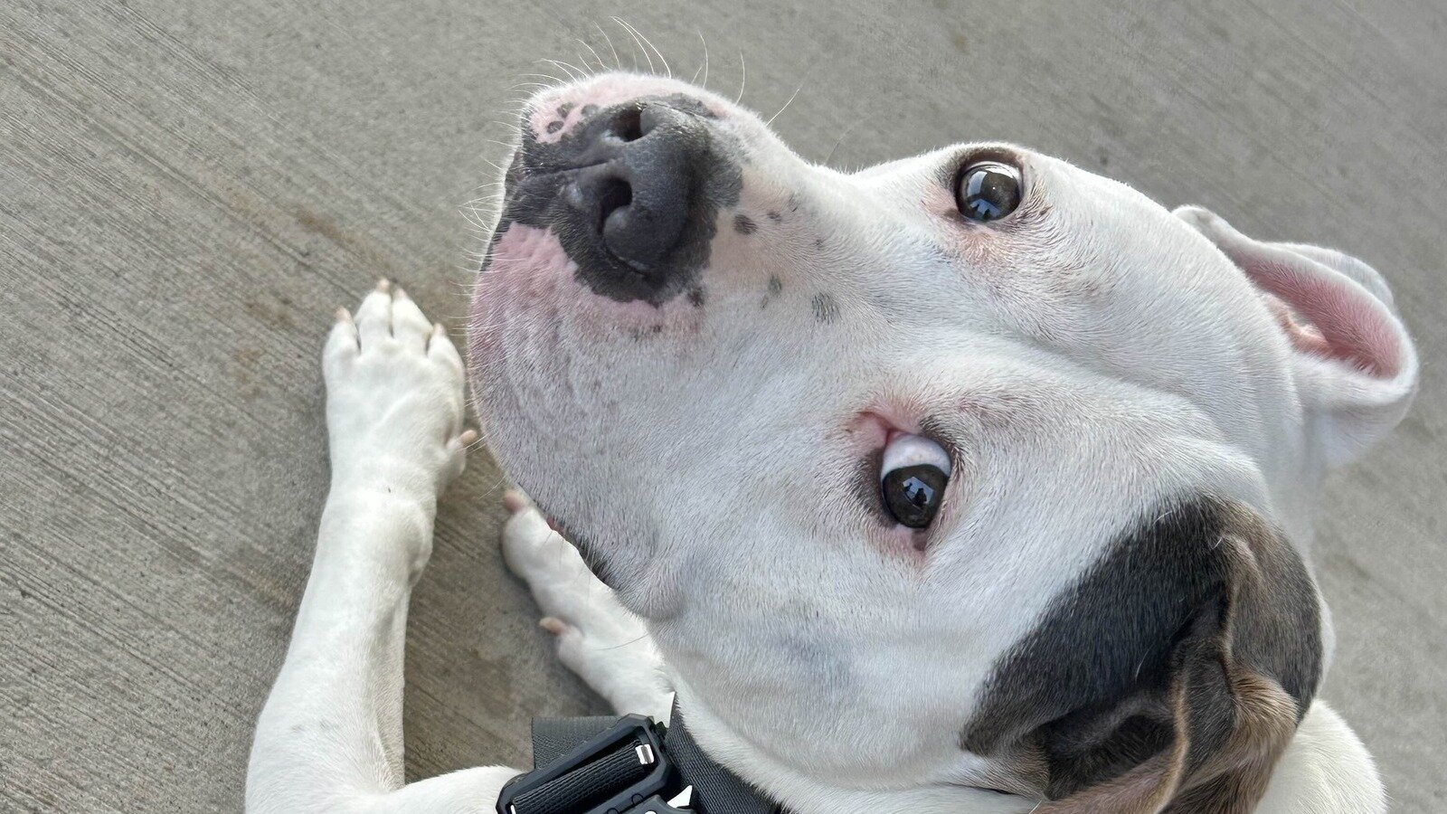 Petition update · Clarifying the Rules for Emotional Support Animals · Change.org · Change.org