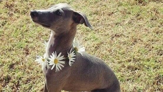 Petition · To stop Greyhound Racing - Australia · Change.org
