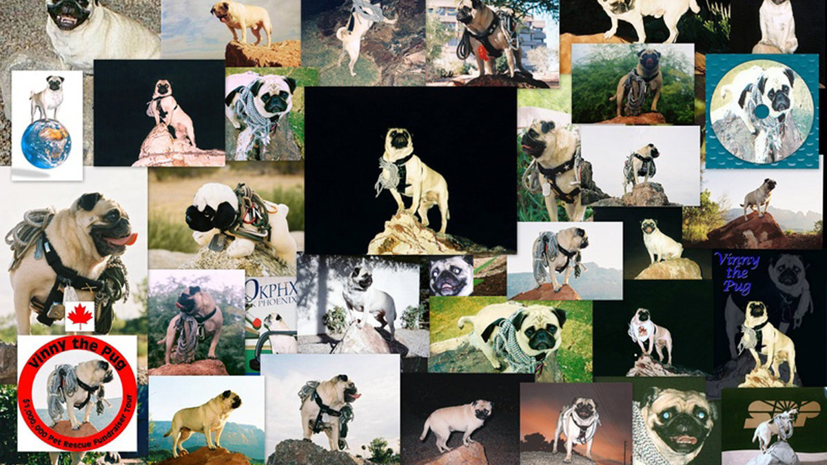 Petition · End the Killing of Healthy Pets as Acceptable Policy to ...