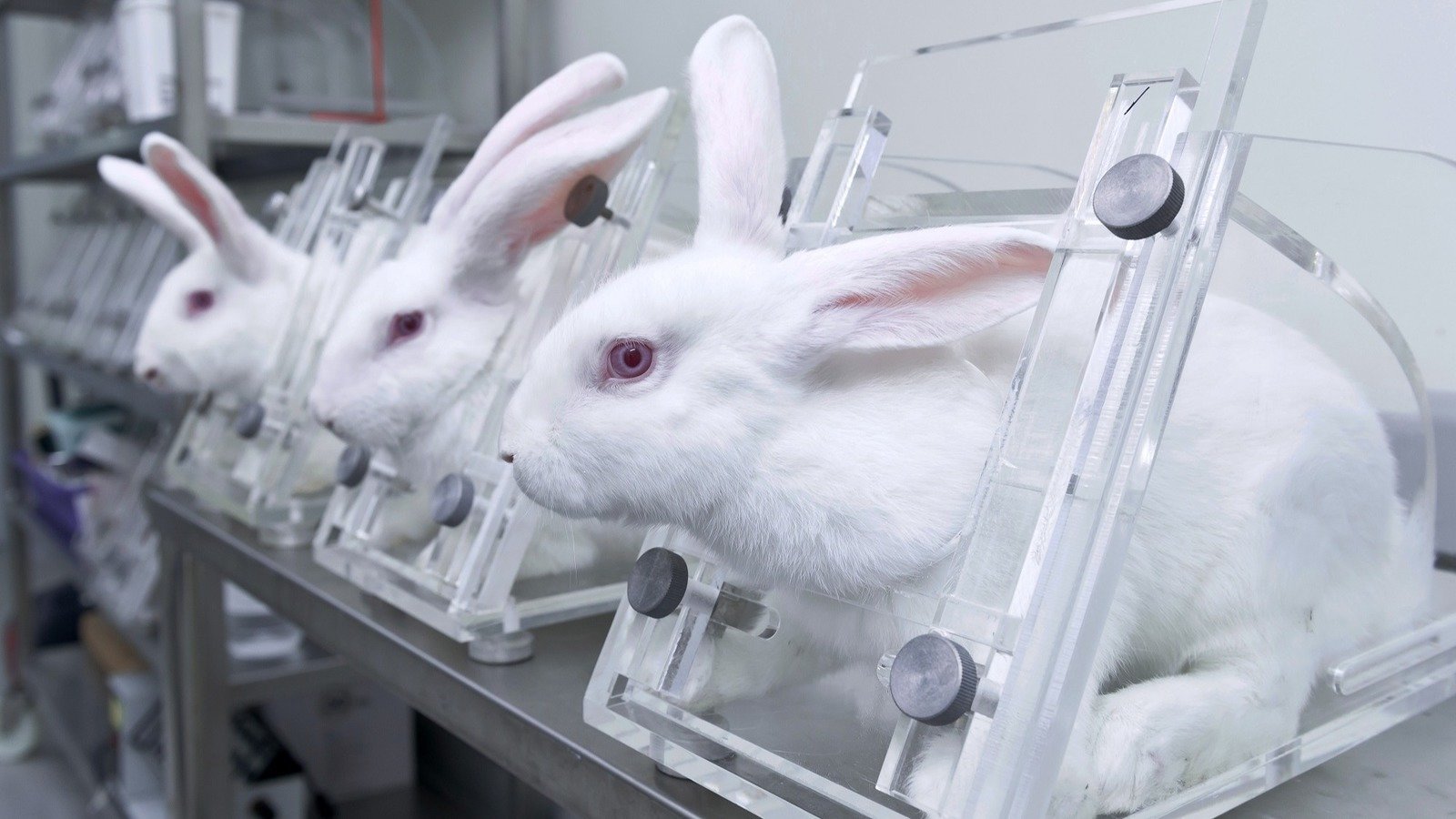 Petition · We need to ban animal testing. Yes, cosmetics brands still ...