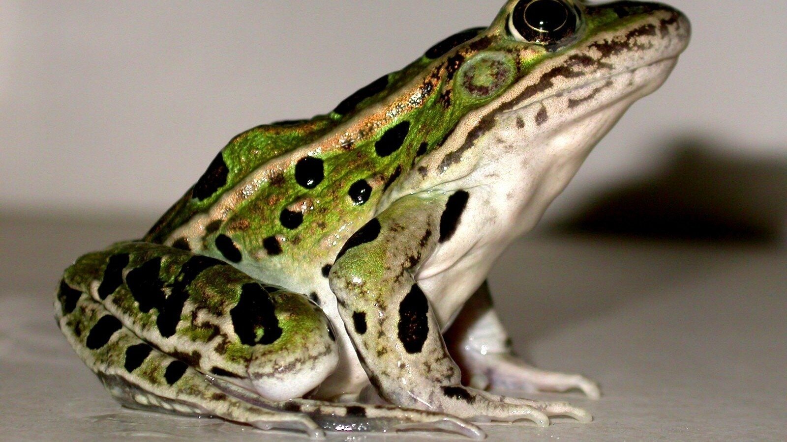 Petition · Urge Governor Ned Lamont to Safeguard Northern Leopard Frogs ...