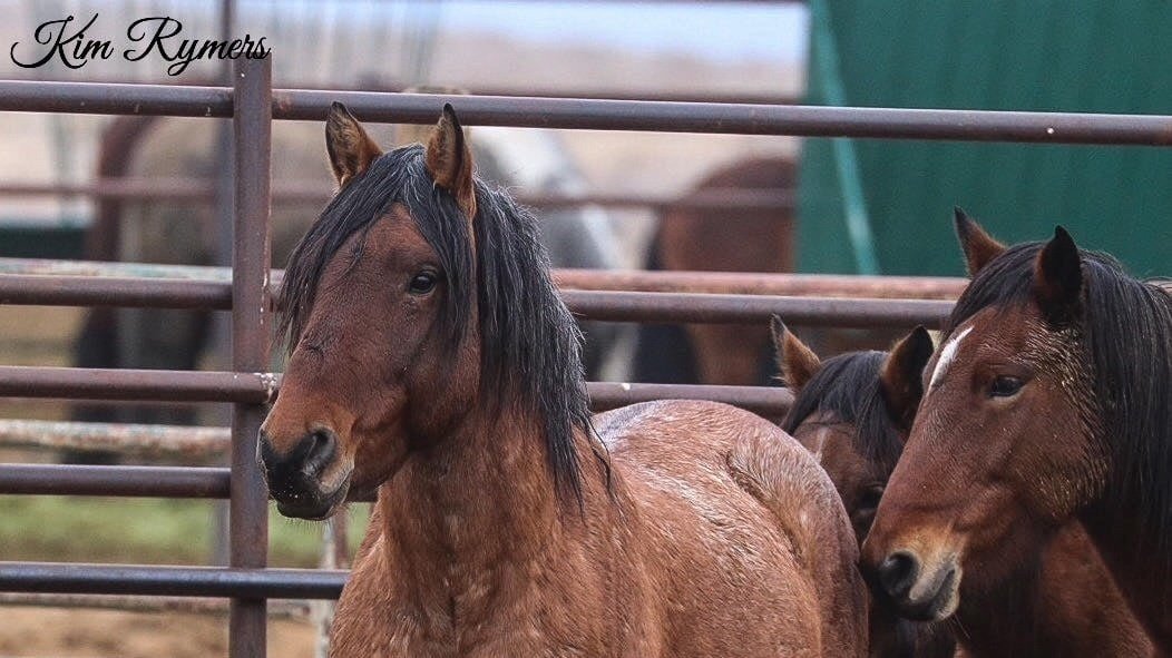 Petition · Free Samson the mustang and his family! - United States ...