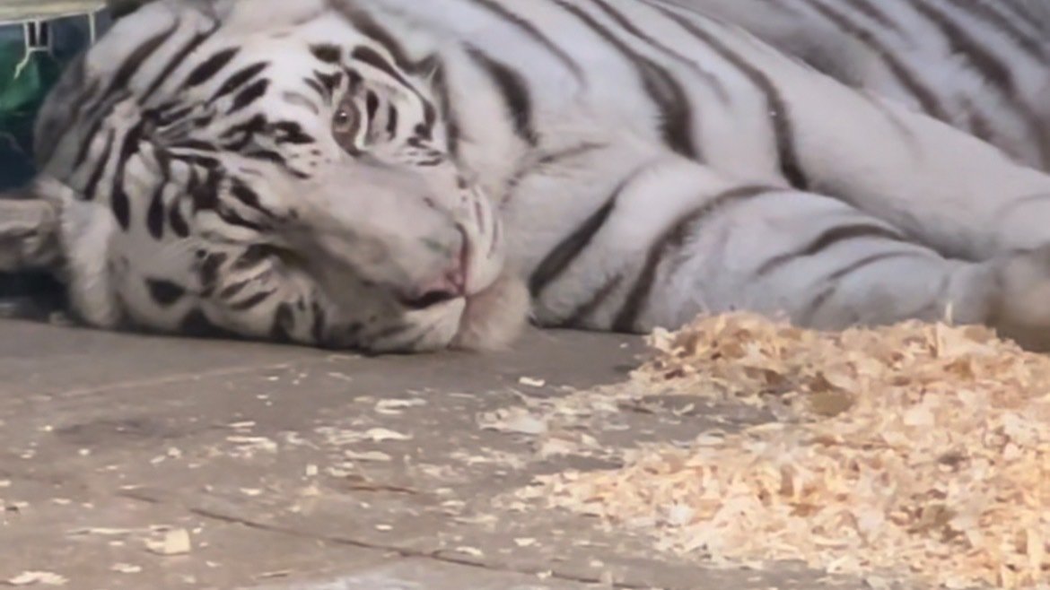 Petition · Tiger at Downtown Houston Aquarium - United States · Change.org