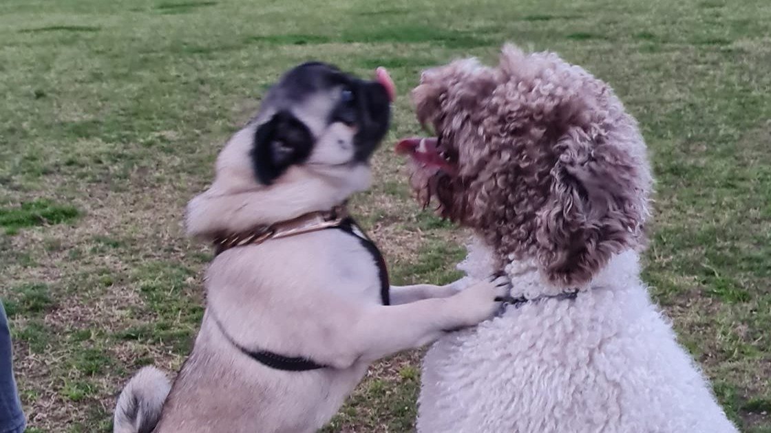 Petition · Zwar park public tap (Preston) - Australia · Change.org