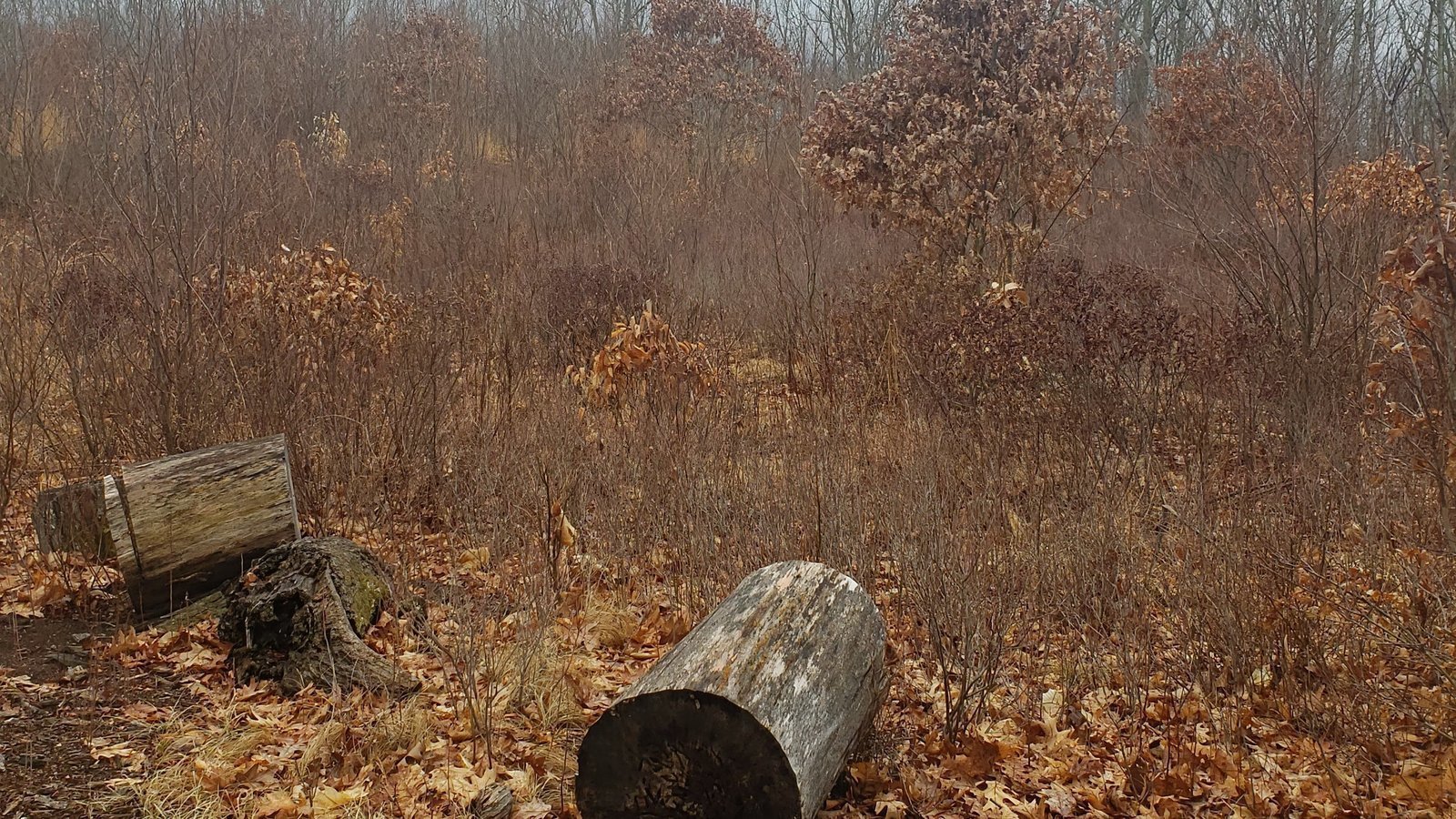 Petition · Stop the Golf Course in Recovering Mohegan Park Forest ...