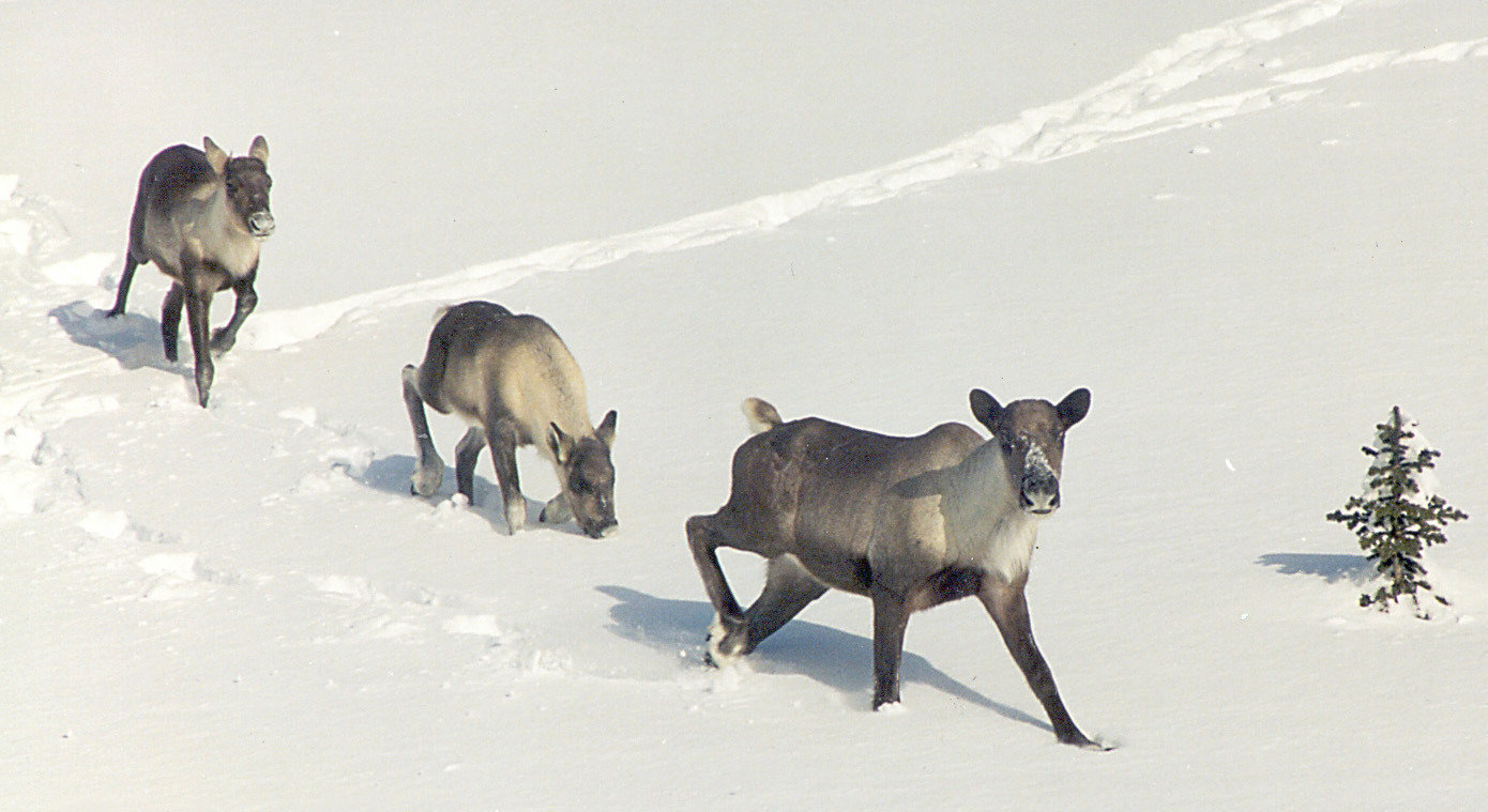 Petition · Death by a Thousand Clearcuts:Canada's Mountain Caribou ...