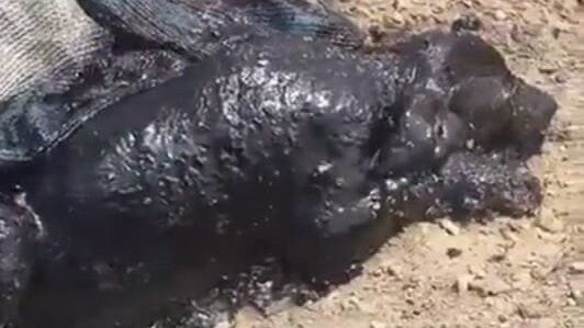 Petition · ANIMALS ARE INNOCENT - Indonesia · Change.org