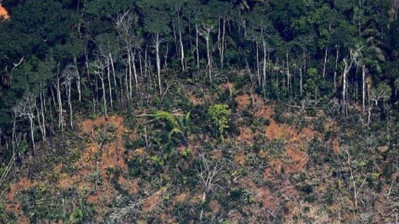 Petition To Create A Plant A Tree Day Change Petition To Create A Plant A Tree Day Change