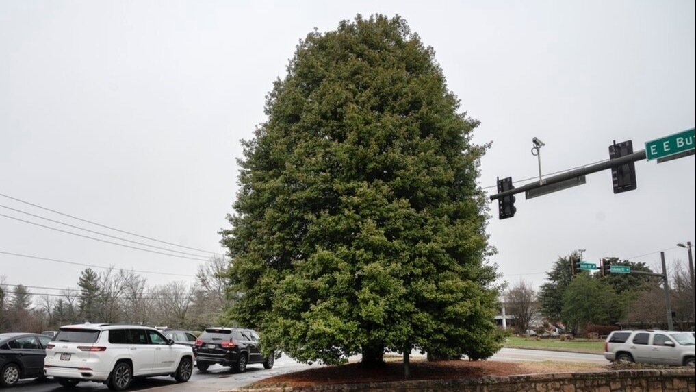 Petition · Save the Holly Tree! Preserve Gainesville's Iconic Landmark ...