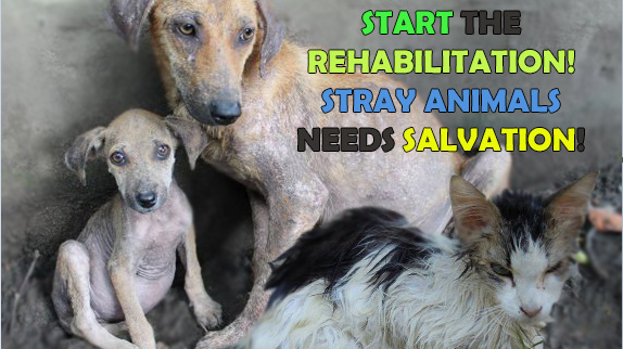 Petition · Save and Rehabilitate Stray Animals! - Philippines · Change.org
