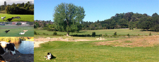 Petition · Make Turrella Reserve an official off leash area - Australia ...