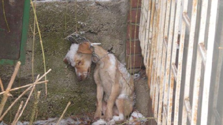 Pétition · STOP À LA MALTRAITANCE ANIMALE - Belgique · Change.org