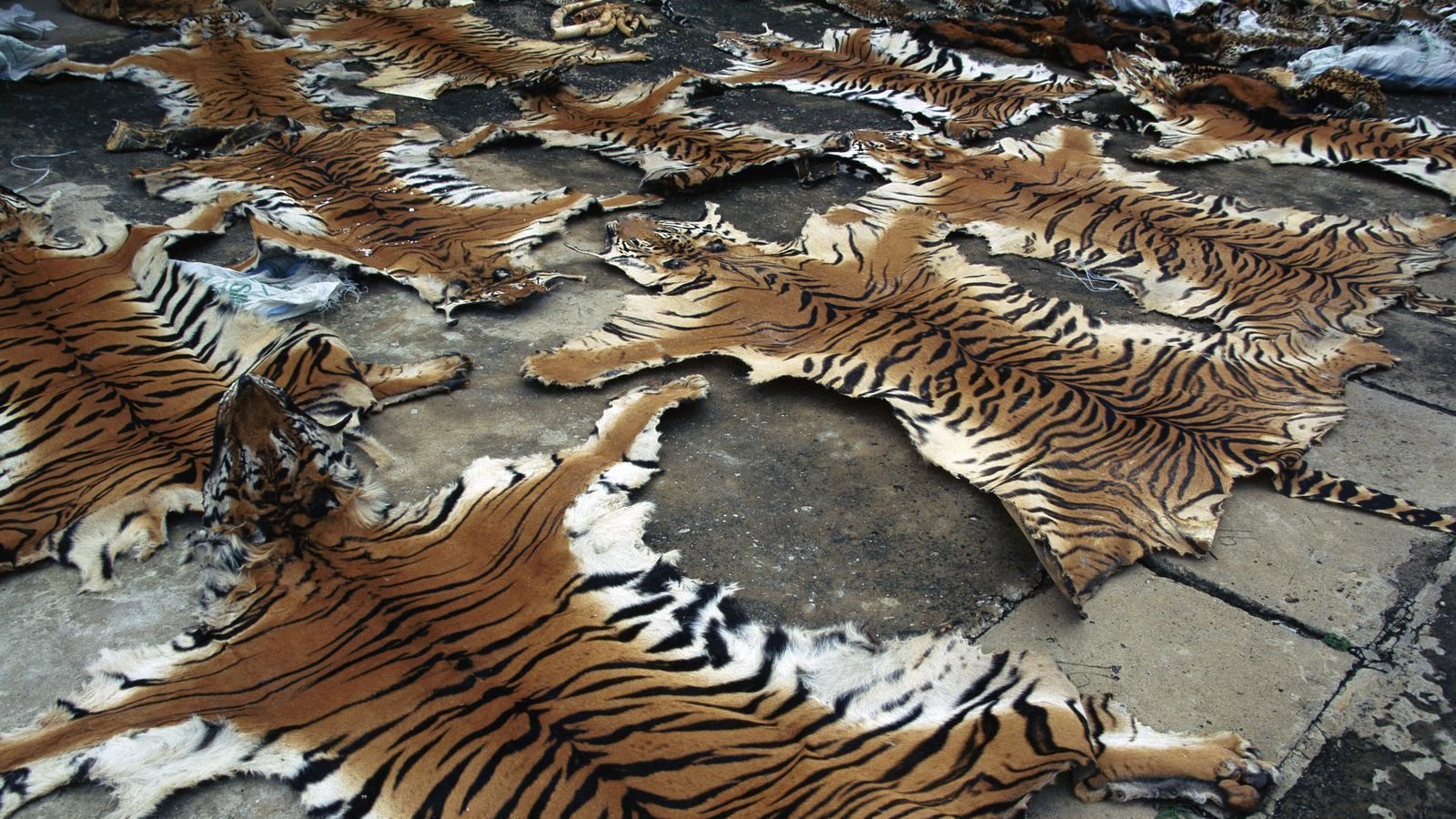 Petition · Help stop poaching today!!!!!!!! - United States · Change.org