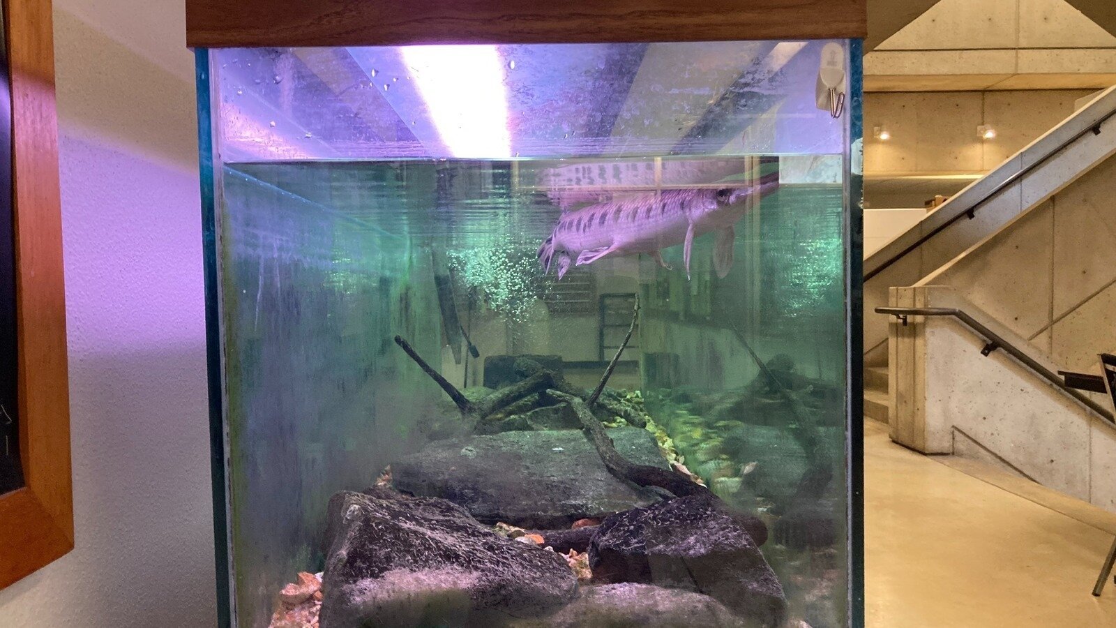 Petition · Give Gary the Gar a New Home! - United States · Change.org
