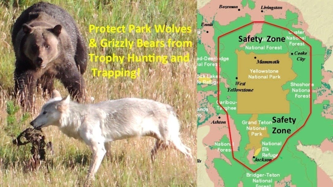 Petition · Protect Yellowstone Wolves & Grizzly Bears from Hunting and ...