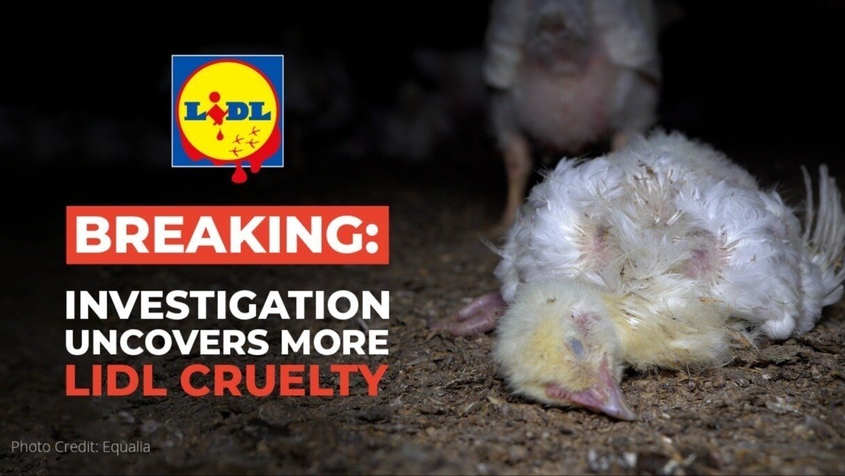Petition update · Breaking: Lidl cruelty exposed · Change.org · Change.org