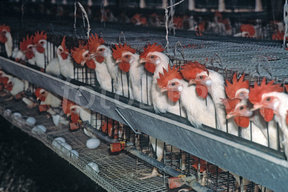 Petition · Stop battery farming of all animals in New Zealand - United ...