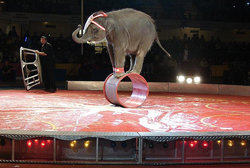 Petition · Help Save Val, the Baby Elephant, From the Cruelty of Carson ...