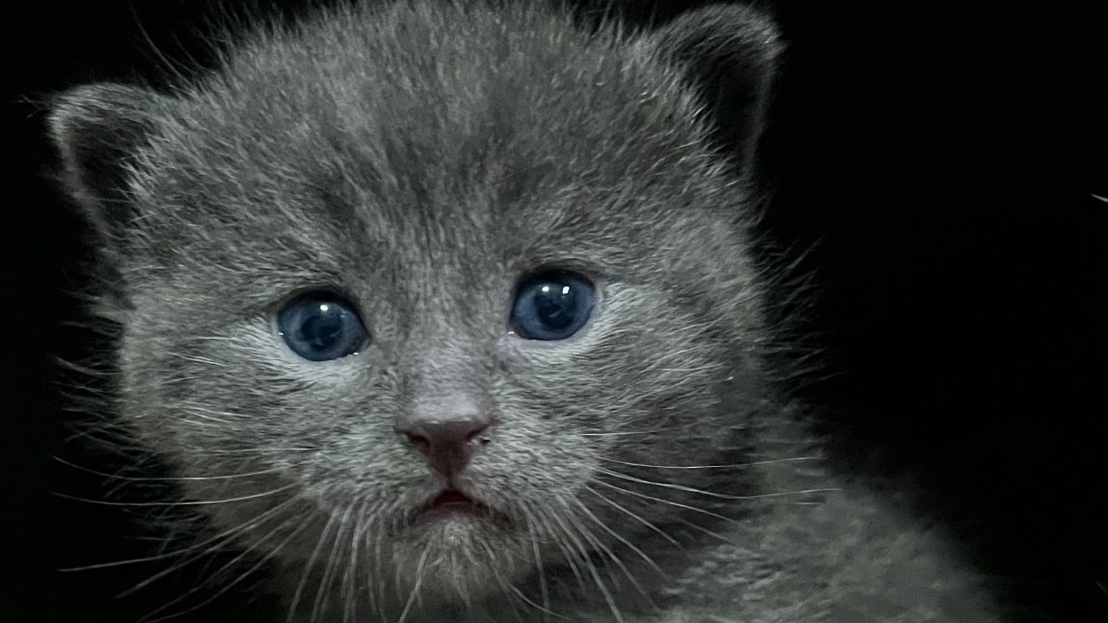 Petition · Save Detroit Cat Rescue from Corrupt Board - United States ...