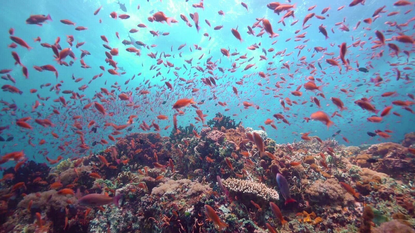 Petition · Protect #OurVIP! Petition for the designation of VIP as ...