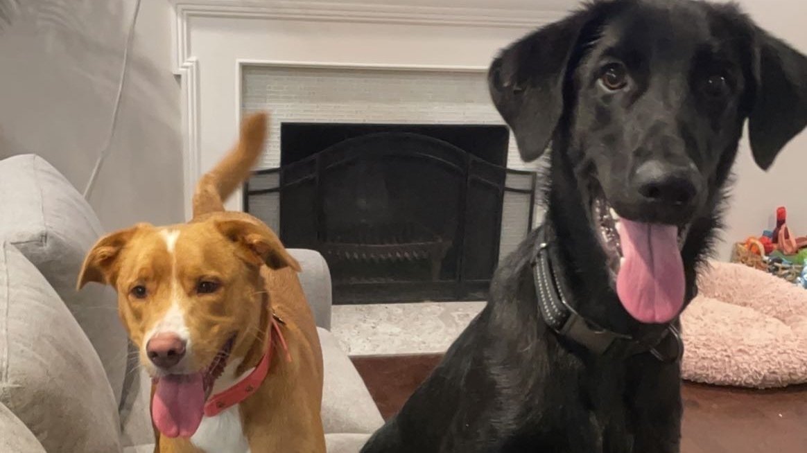 Petition · Let Anthony Keep Riley - United States · Change.org