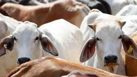 Petition · Protection of stray cattle - India · Change.org