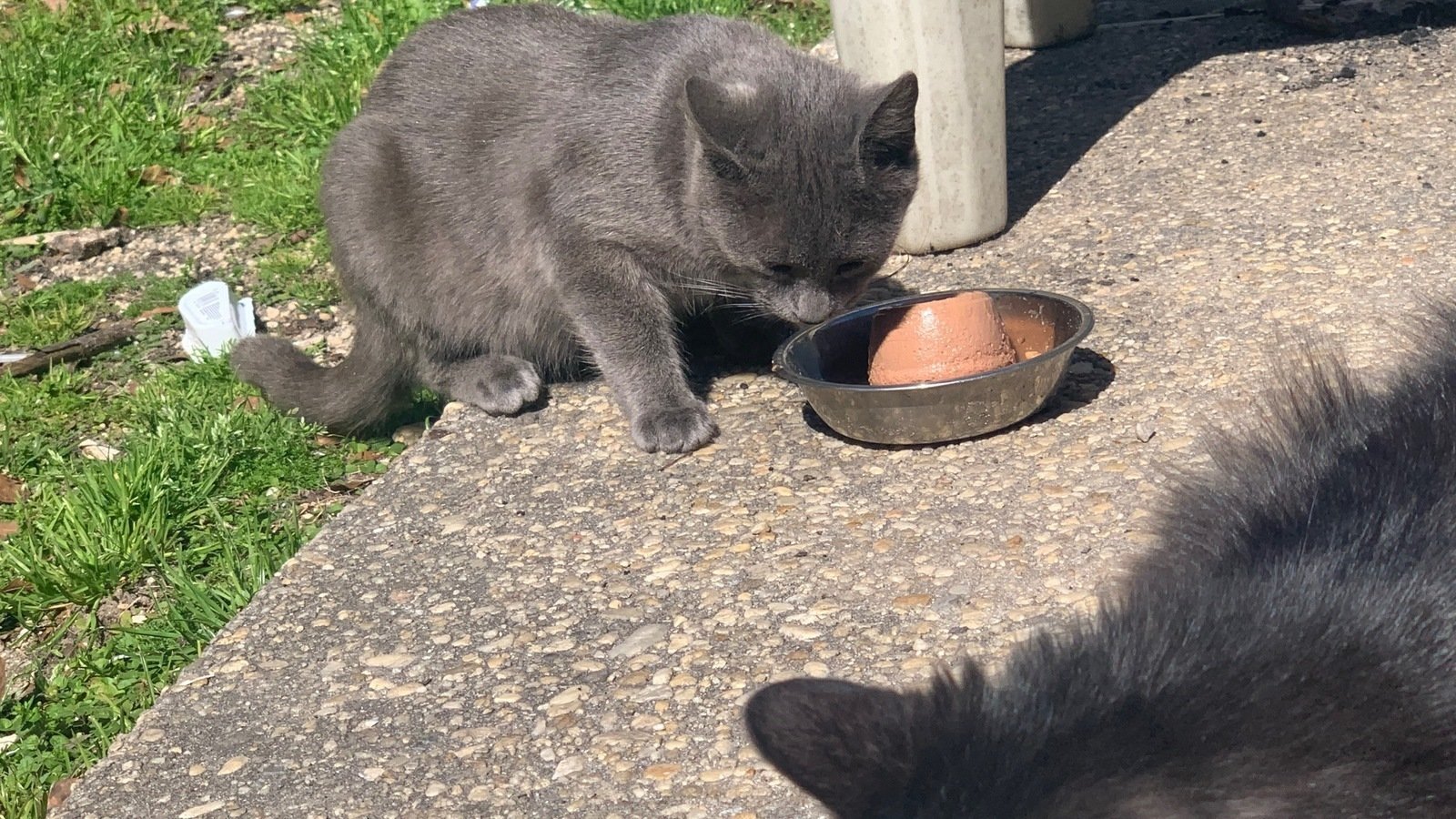 Petition · Grant stray stamps! (food stamps but for strays) - United ...
