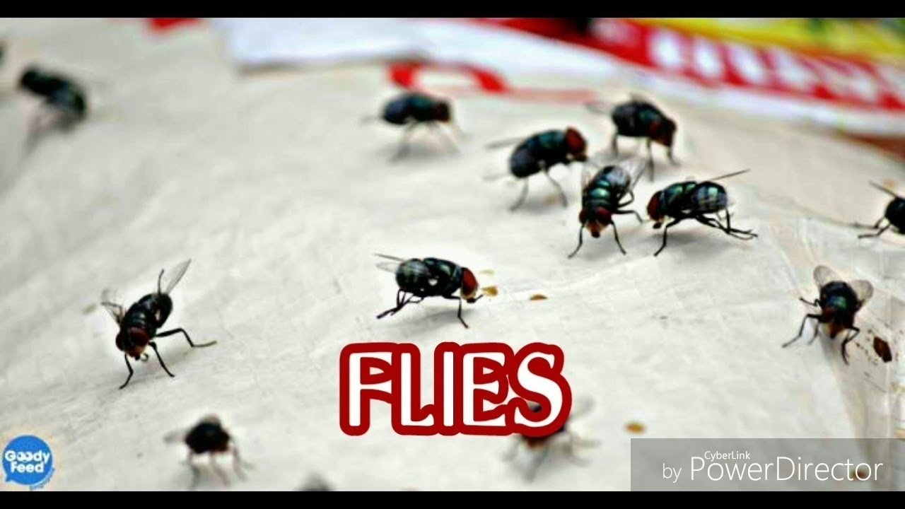Petition · Preventing and get rid from too much flies in my community ...
