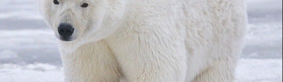 Petition · Stop the Willow project - United States · Change.org