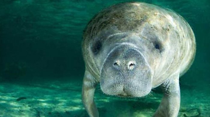 Petition · MAKE A MANATEE EMOJI - United States · Change.org