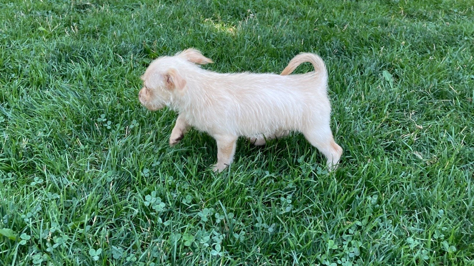 Petition · Provide safe & legal space for dogs at Unthank Park - United ...