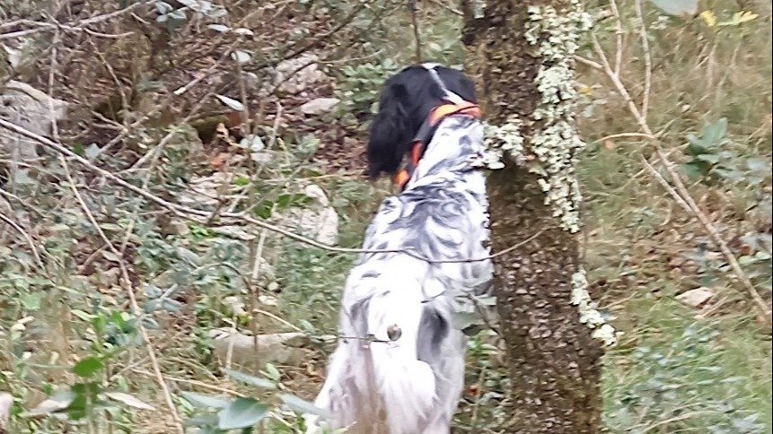 Pétition · Utilisation de la boussole pour retrouver son chien a l ...