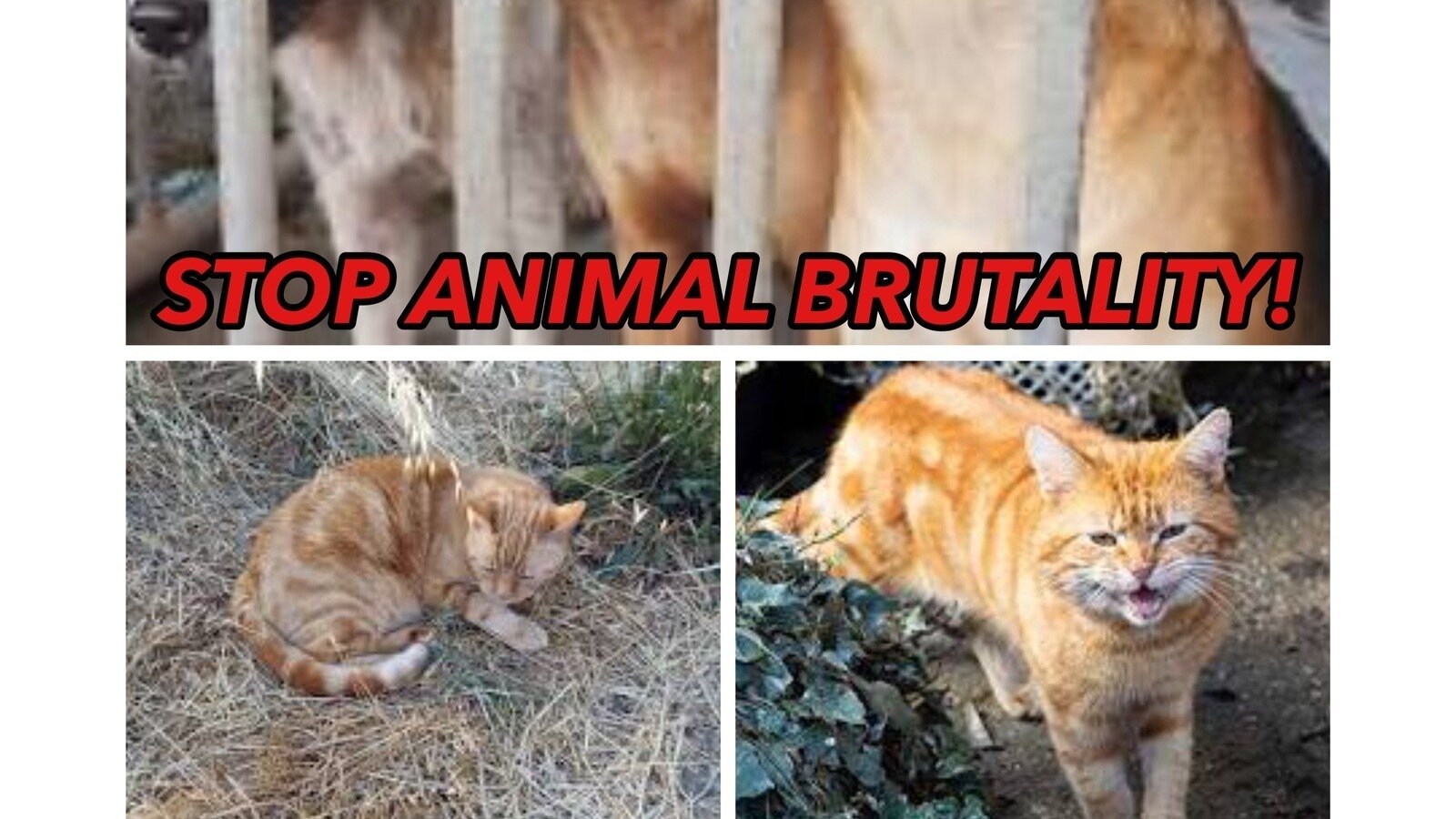 Petition · Every Paw Print Matters: A Collective Pawsitive Movement to ...