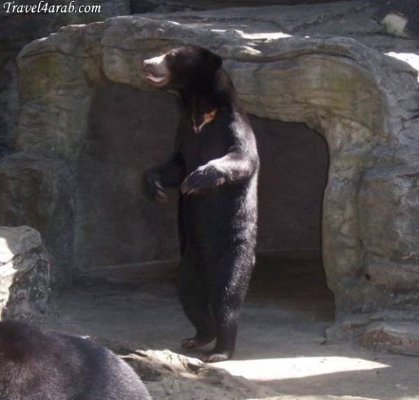 Petition · Stop More Animals From Suffering at the Manila Zoo - United ...