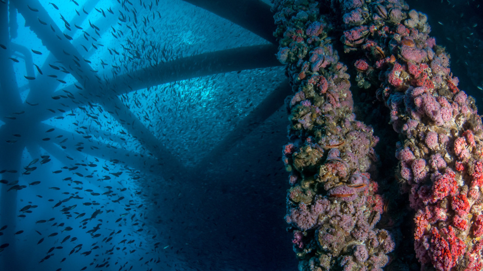 Petition · Support the Rigs-to-Reefs Program in California! - United ...