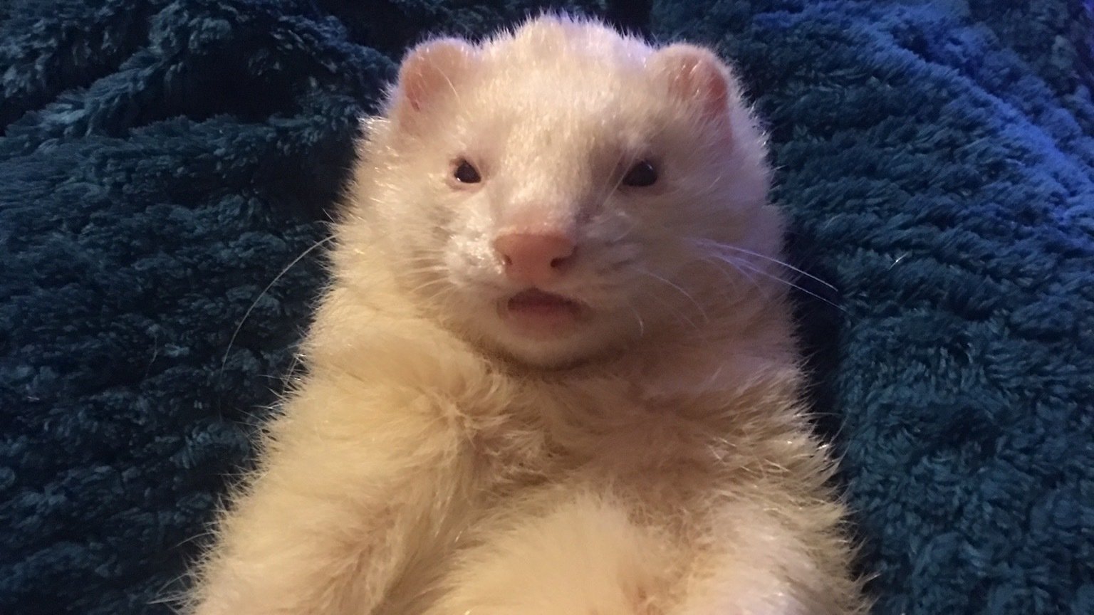 Petition · Add a Ferret emoji on IOS - United States · Change.org