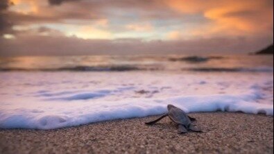 Petition · HELP SEA TURTLES - New Zealand · Change.org