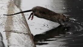 Petition · Eliminate the Rat Infestation in New York City - United ...