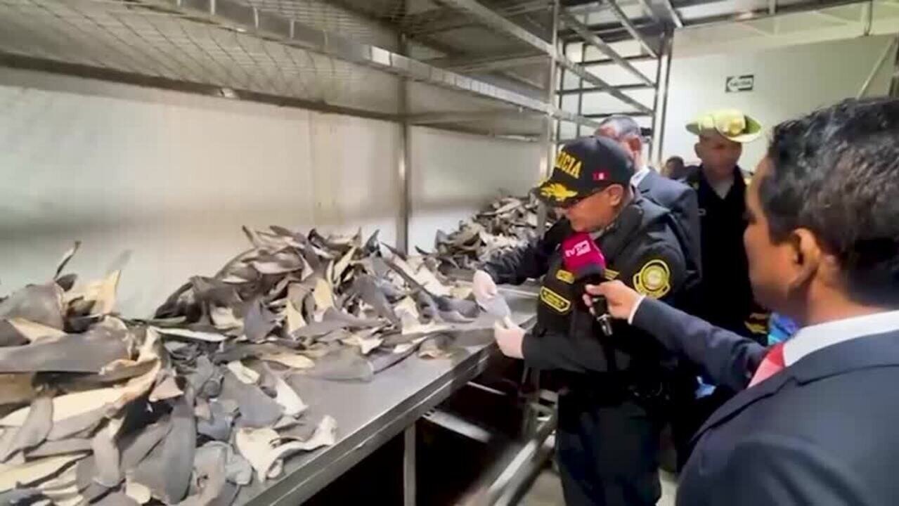 Petition · 10,000 Shark Fins? Declare Shark Finning a Federal Crime ...
