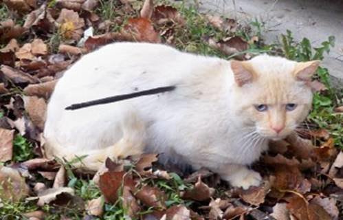 Petition · Stop hunting stray and feral cats for 'population control ...