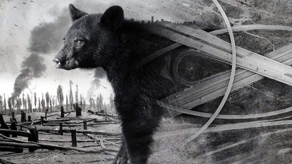 Petition update · *** TWO IMPORTANT FLORIDA BEAR UPDATES AND CALLS TO ...