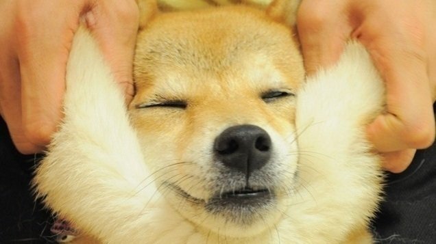 Petition · Change the Shiba Inu's official breed name to "Shibe Doge ...