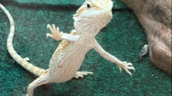 Petition · Hailey’s Clingy Bearded Dragon - United States · Change.org