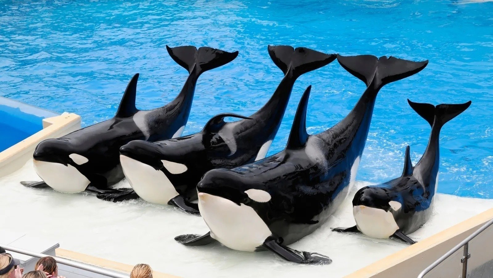 Petition · Free the orcas at SeaWorld! - United States · Change.org