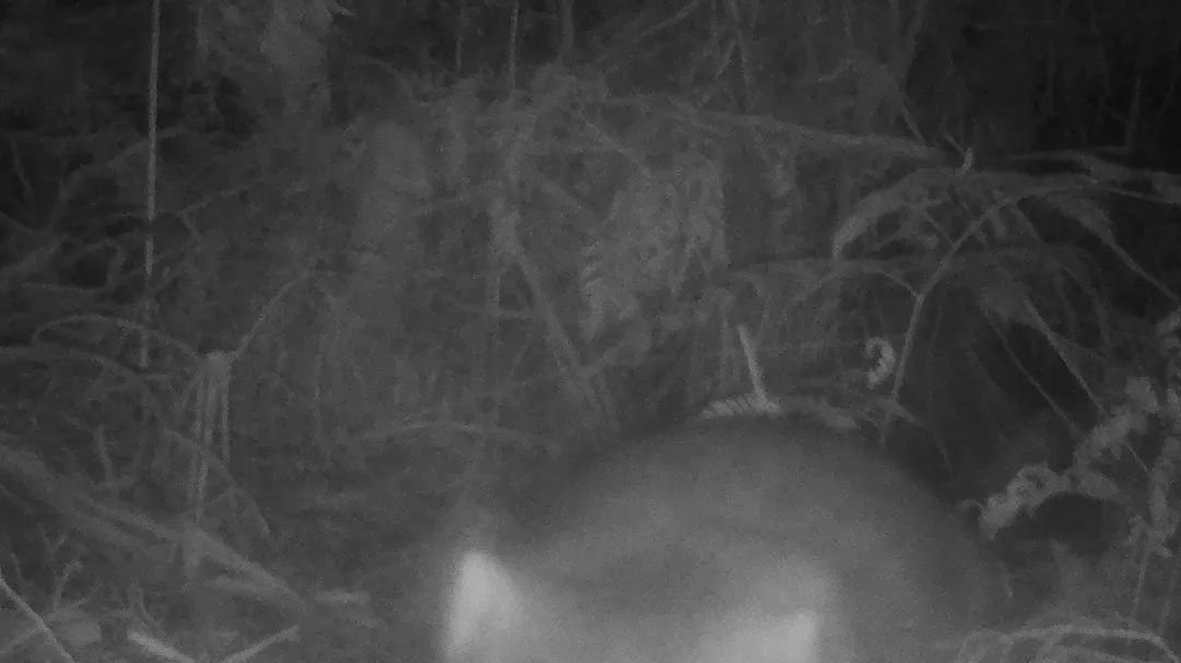 Petition update · Help us keep an eye on Krushka's forests wildlife ...